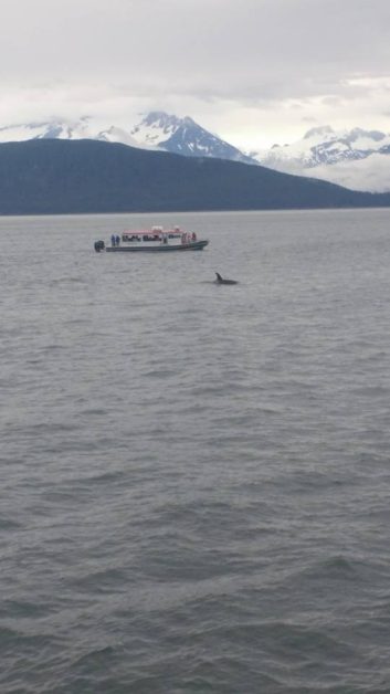 The Best Alaska Cruise Shore Excursions | The Homebody Tourist