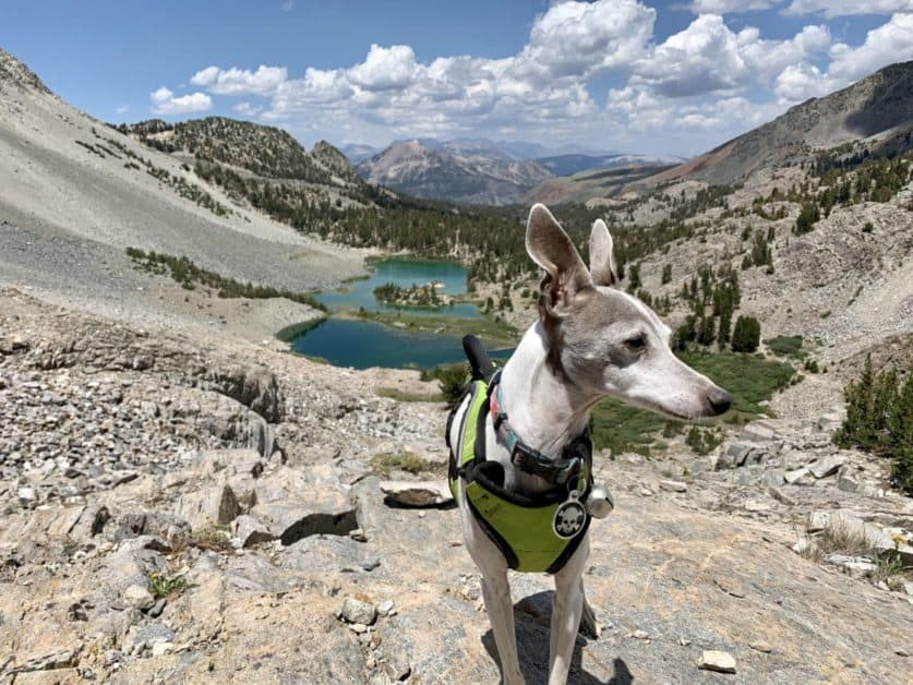 37+ Unique Dog-Friendly Attractions in the United States - The Homebody ...