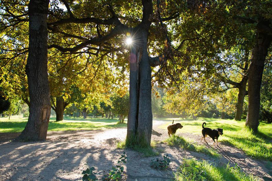 31+ Adventurous Things to do DFW in 2024 (From a Local) - The Homebody ...