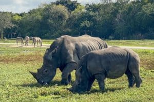 Adventurous Things to do in Florida - The Homebody Tourist