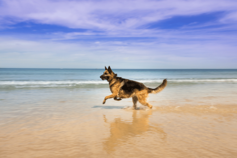 Dog-friendly Guide to Los Angeles: 13+ Pup-Approved Things to Do in LA ...