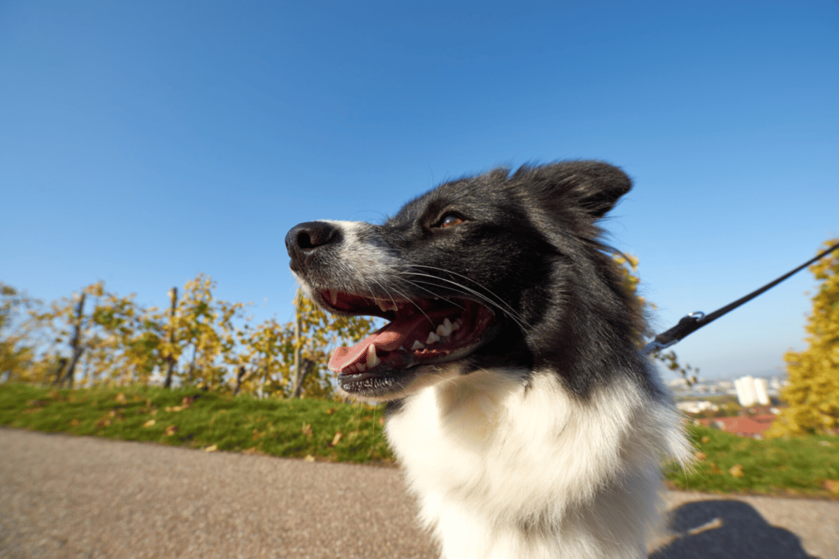 Dog-friendly Guide to Los Angeles: 13+ Pup-Approved Things to Do in LA ...