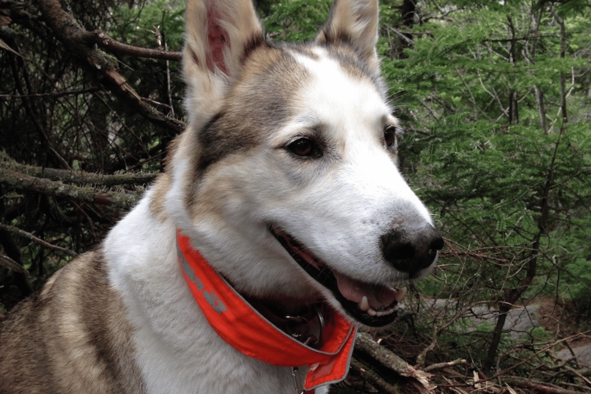 Dog-friendly Guide to Stowe, Vermont - The Homebody Tourist