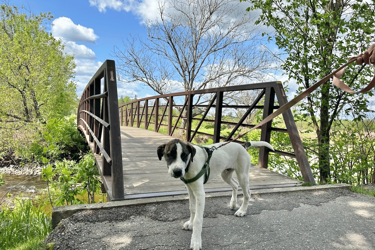 Dog-friendly Guide to Stowe, Vermont - The Homebody Tourist