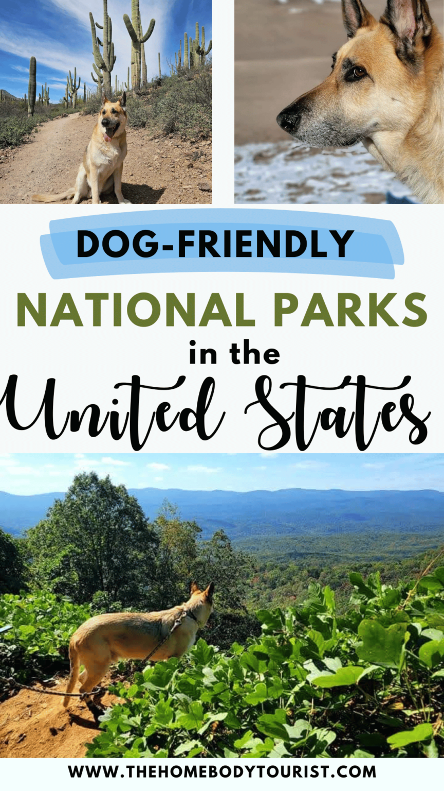 Most Dog-Friendly National Parks in the USA - The Homebody Tourist