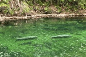 15+ Natural Springs Near Orlando (With Map and Printable Bucket List ...