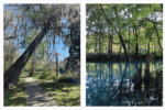 15+ Natural Springs Near Orlando (With Map and Printable Bucket List ...