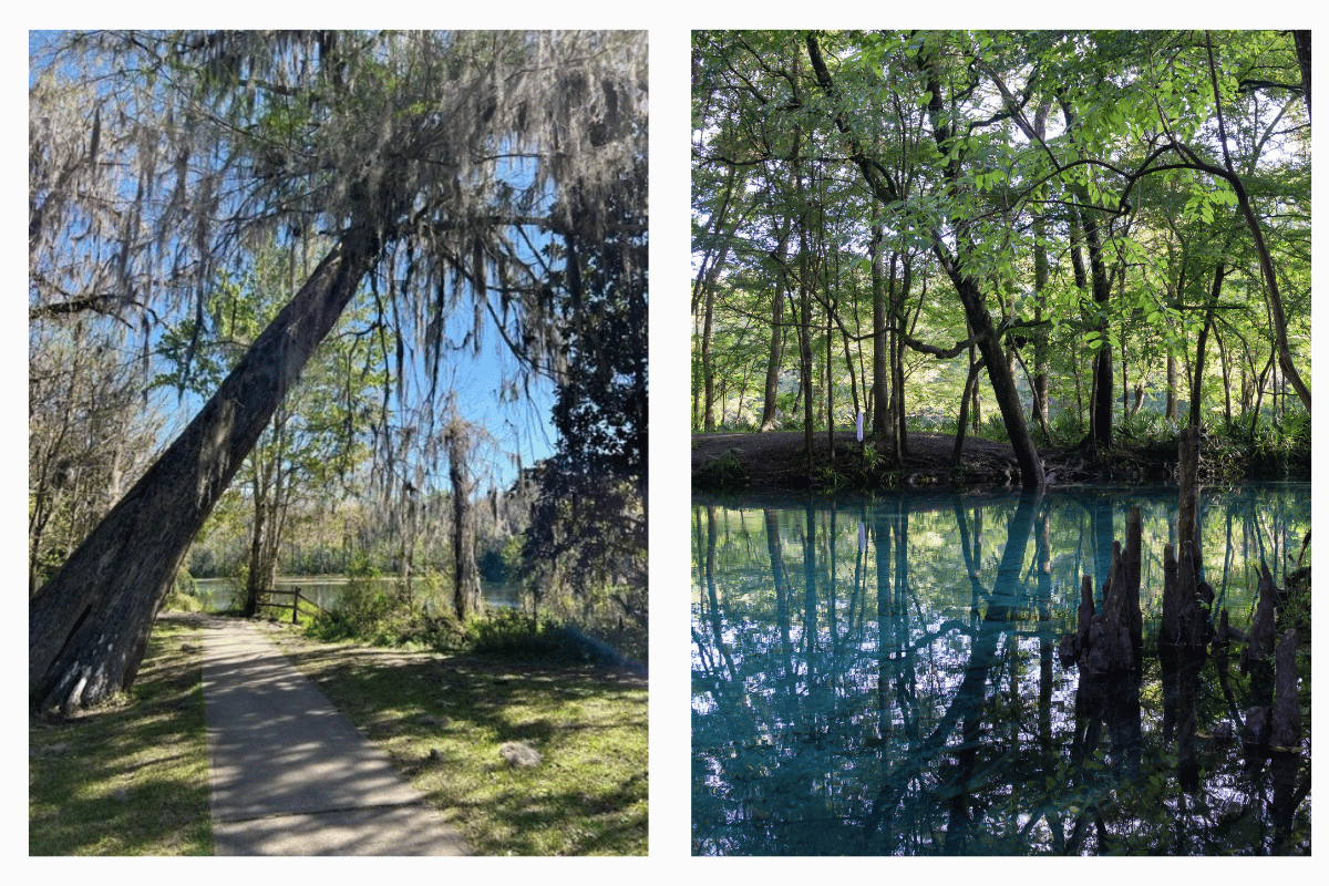 15+ Natural Springs Near Orlando (With Map and Printable Bucket List ...