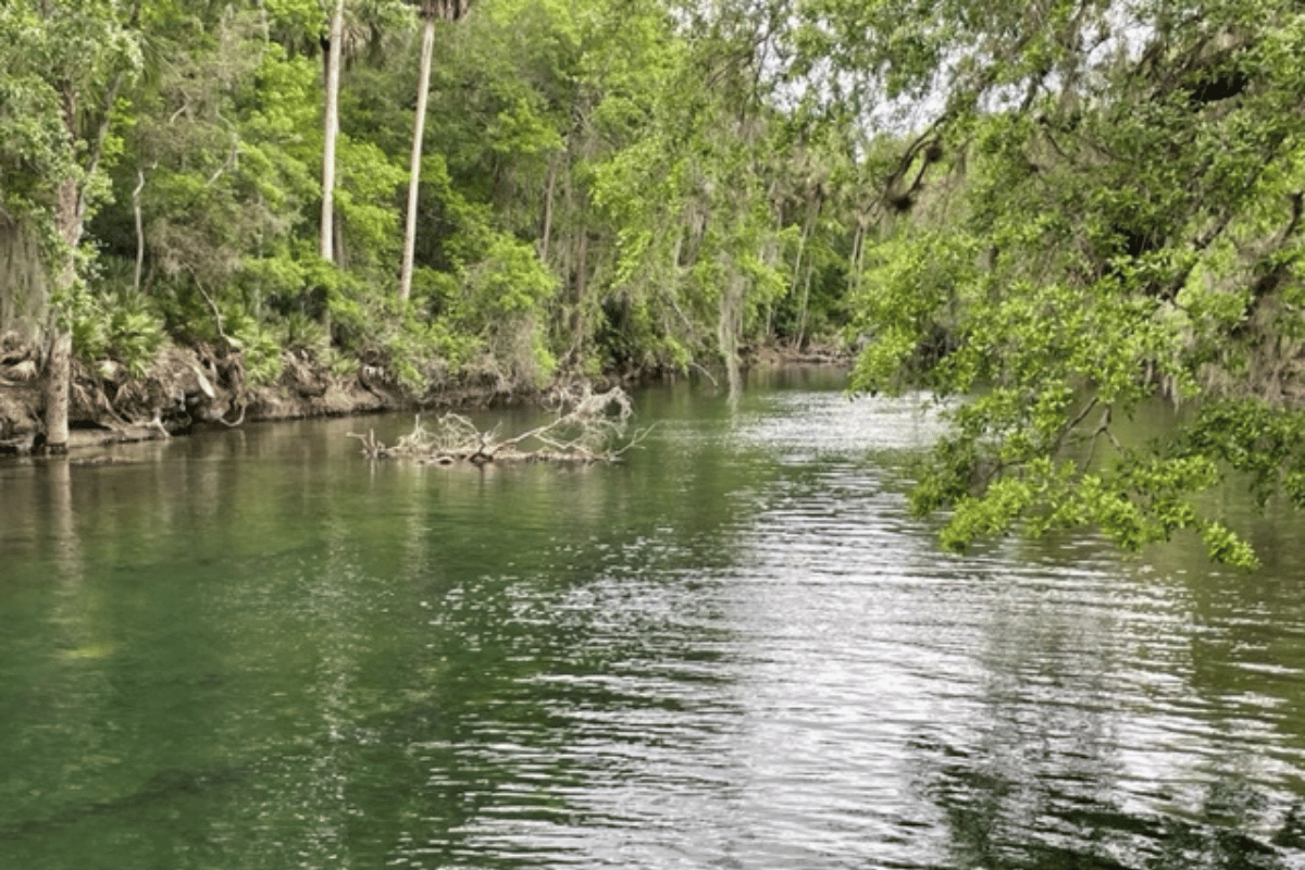 15+ Natural Springs Near Orlando (With Map and Printable Bucket List ...