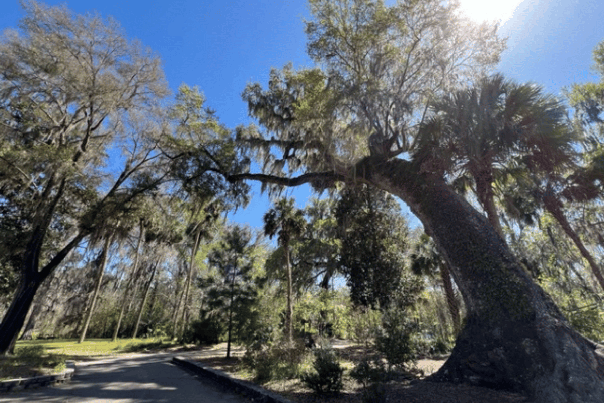 15+ Natural Springs Near Orlando (With Map and Printable Bucket List ...