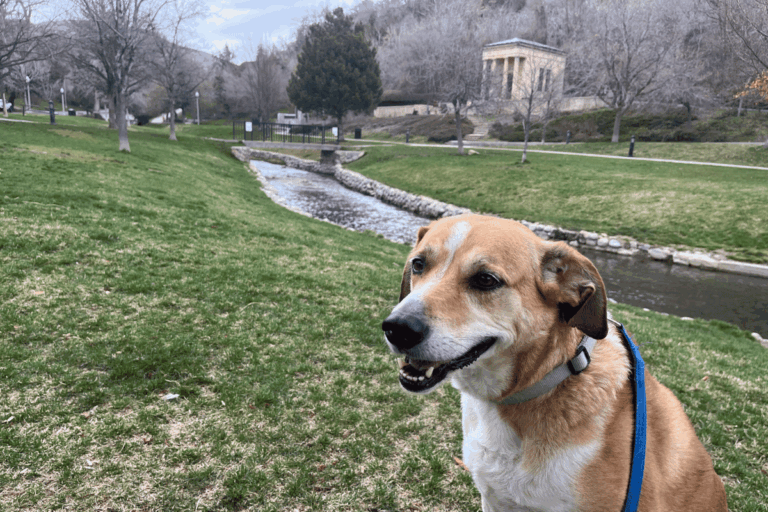 A Local's Dog-friendly Guide to Salt Lake City, Utah - The Homebody Tourist