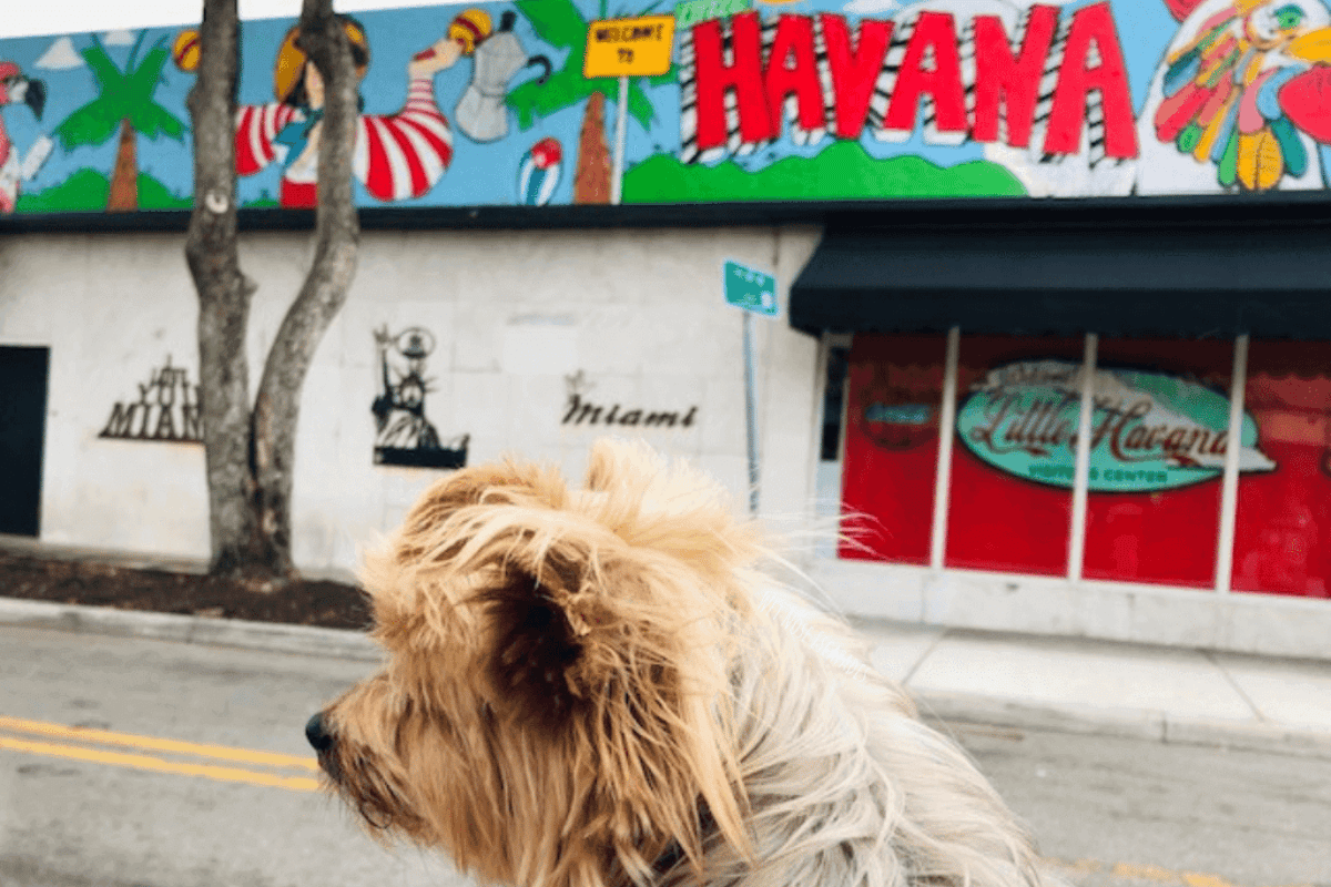 10 of the Most Dog-Friendly Cities in the USA - The Homebody Tourist