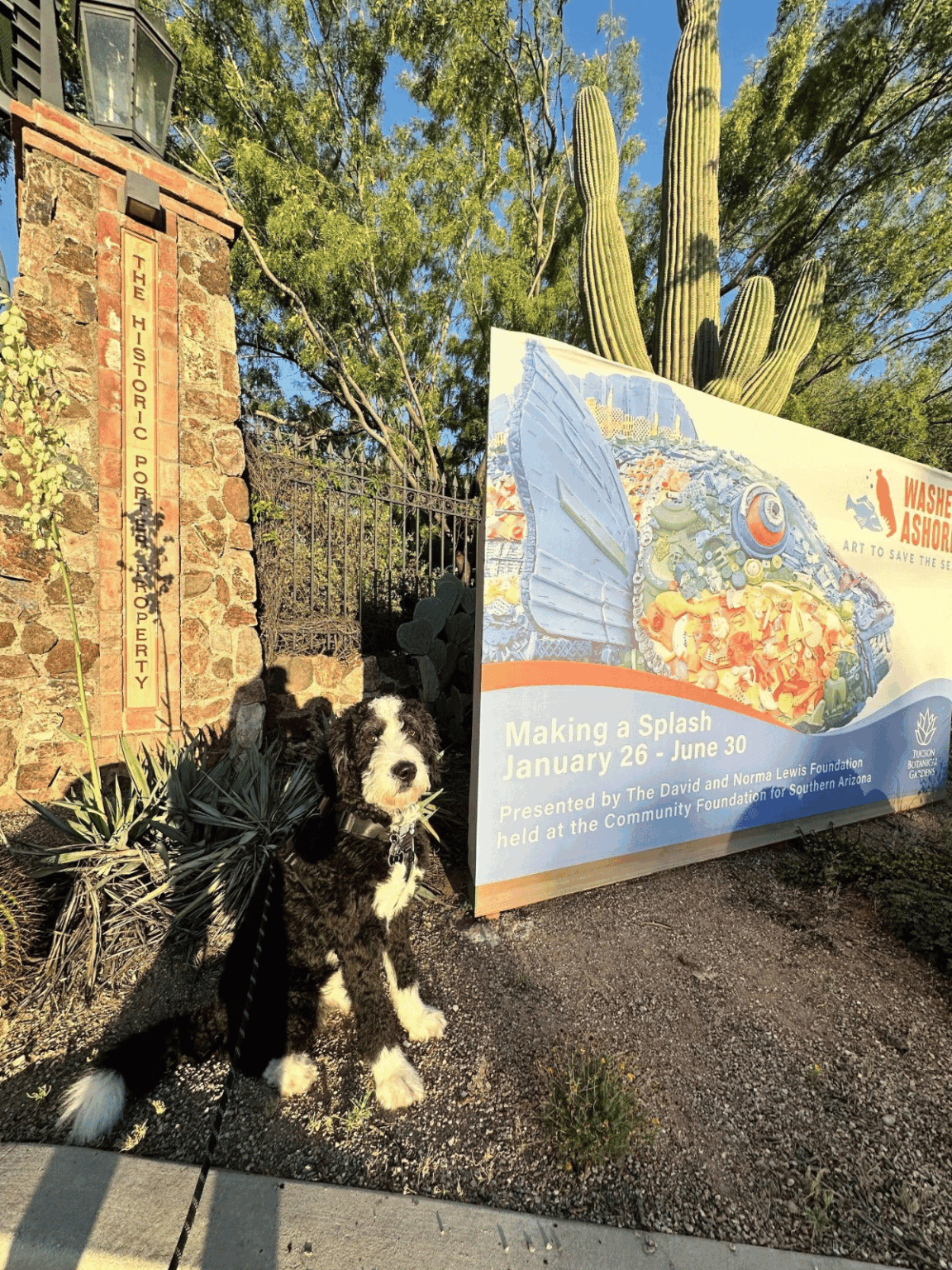 Dog-friendly Guide to Tucson - The Homebody Tourist